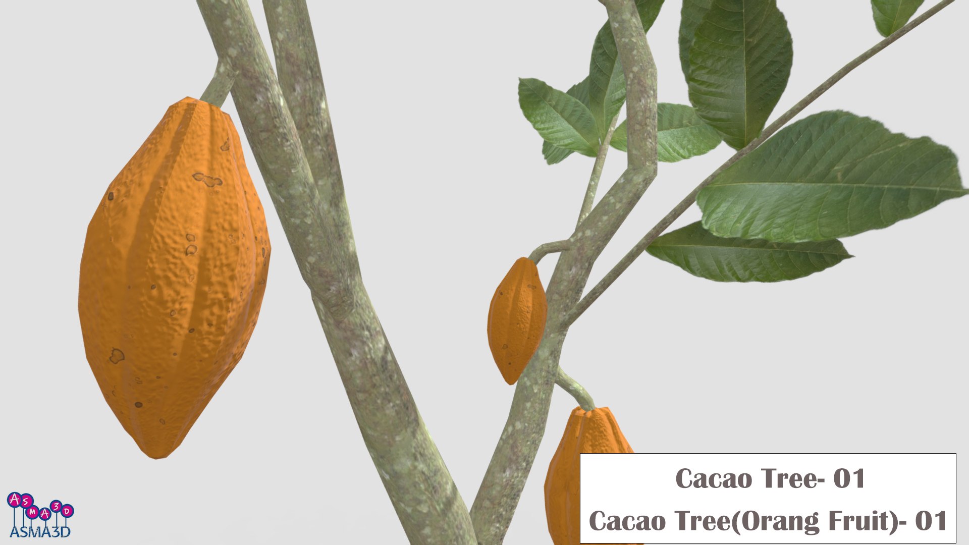 Cacao Tree- 01 3D Model - TurboSquid 2202600