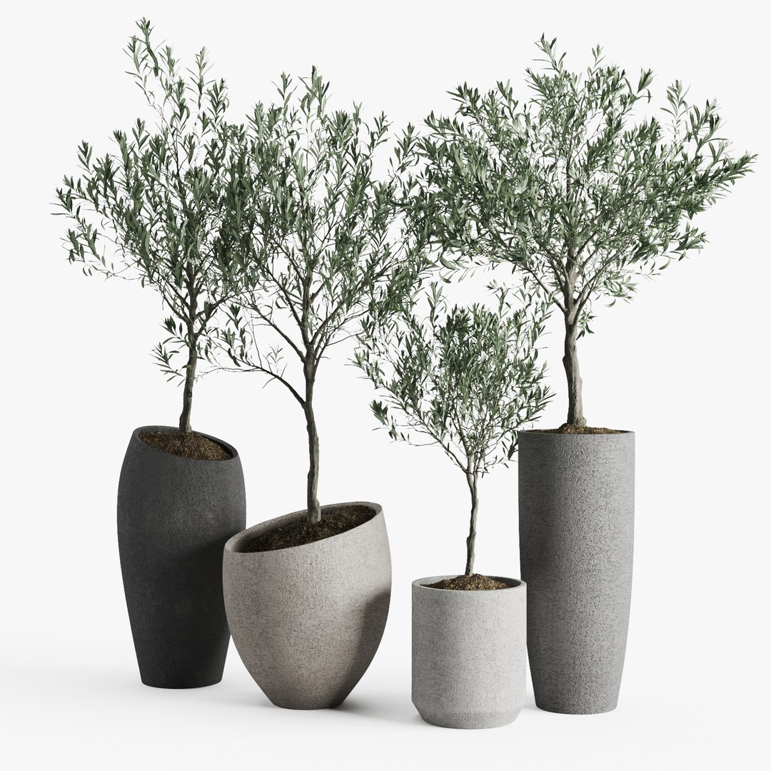 3D Model Olive European Potted Eco Stone Hitohana - TurboSquid 2032261