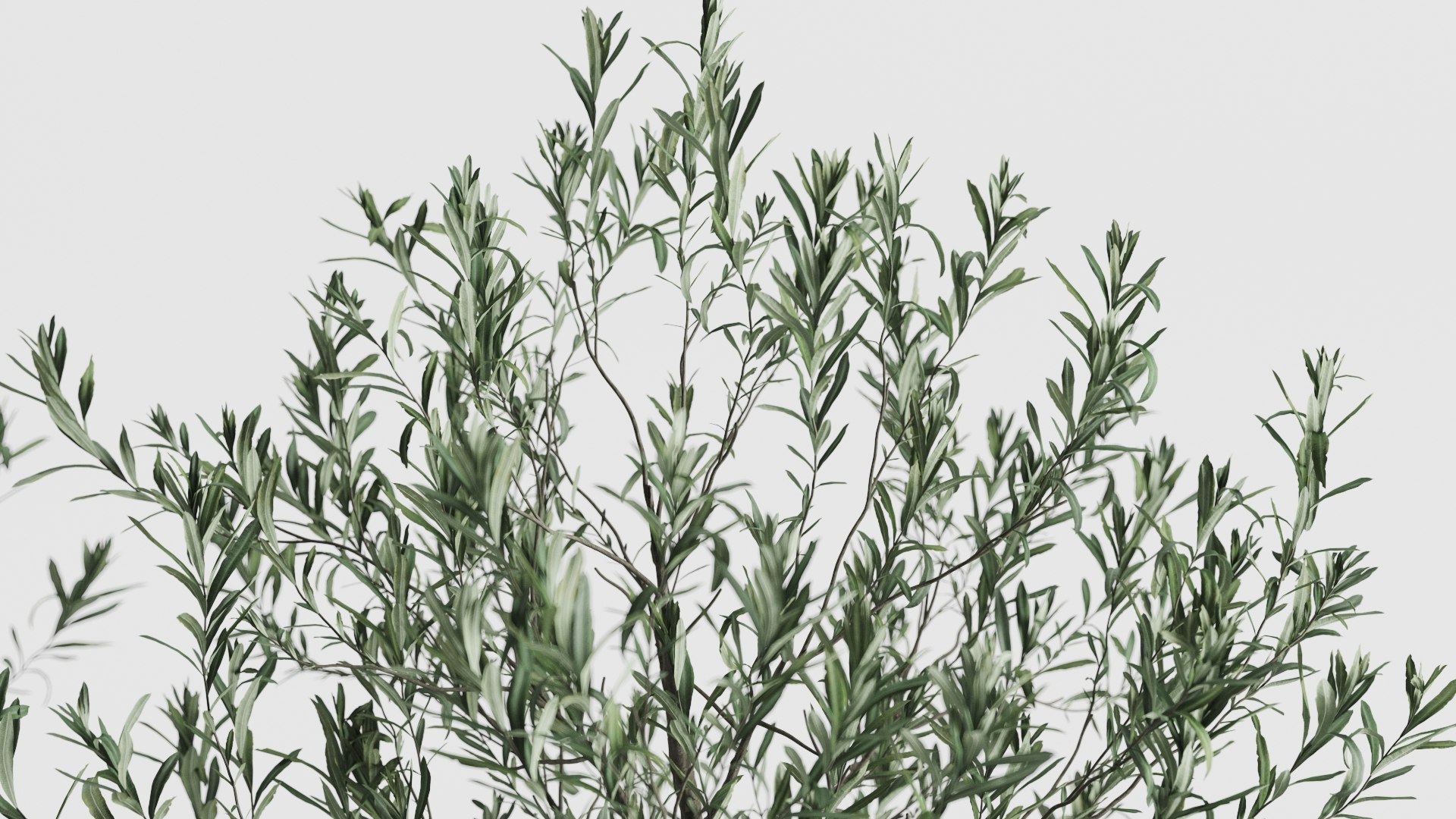 3D Model Olive European Potted Eco Stone Hitohana - TurboSquid 2032261