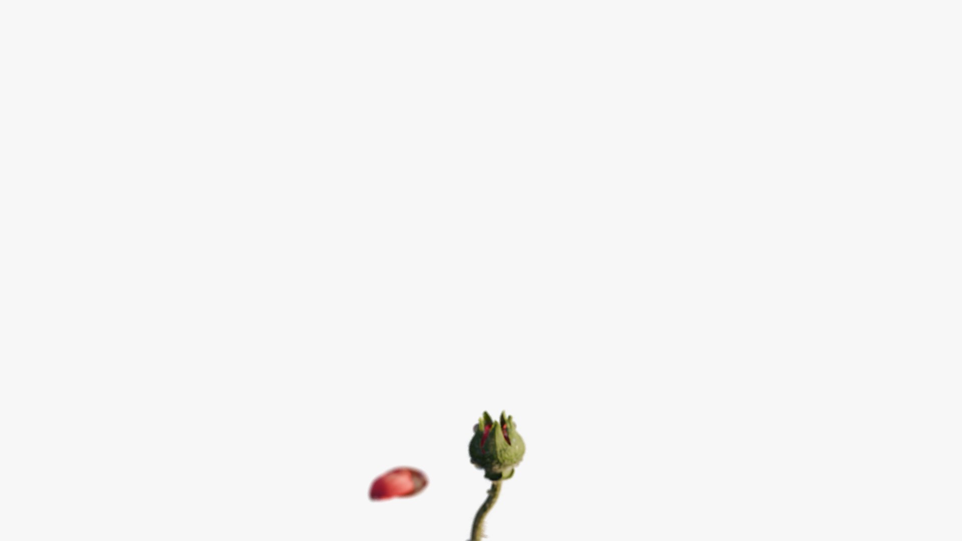 Realistic Rose Animated 3D - TurboSquid 2368012