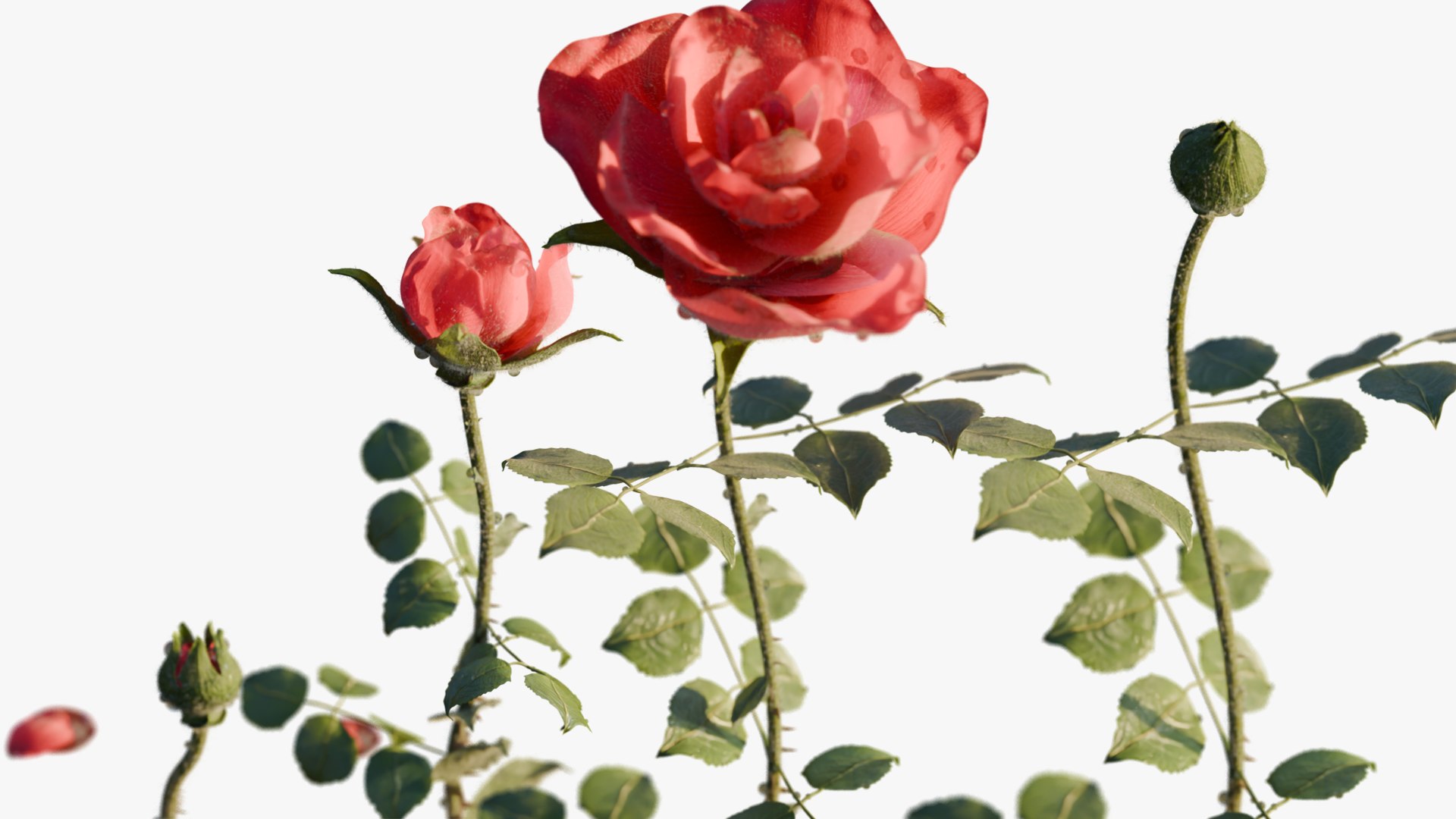 Realistic Rose Animated 3D - TurboSquid 2368012