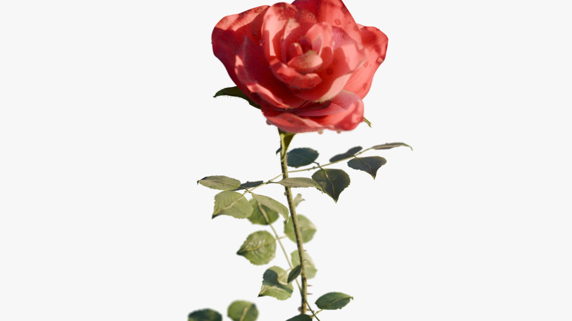 Realistic Rose Animated 3D - TurboSquid 2368012