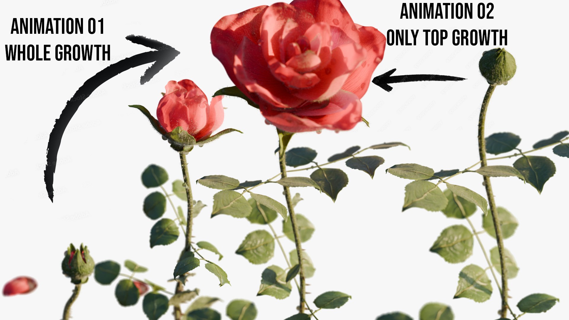 Realistic Rose Animated 3D - TurboSquid 2368012
