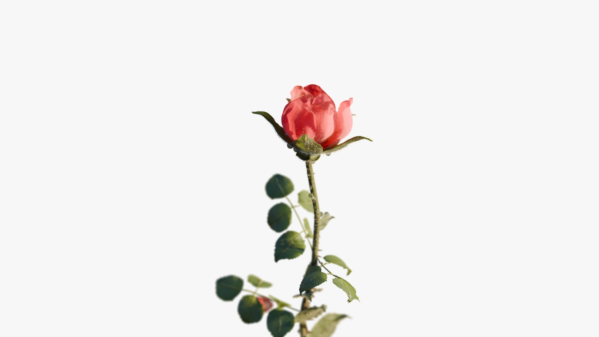 Realistic Rose Animated 3D - TurboSquid 2368012