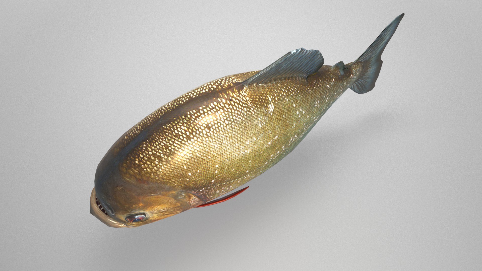 Piranha 3D Model - TurboSquid 1923840