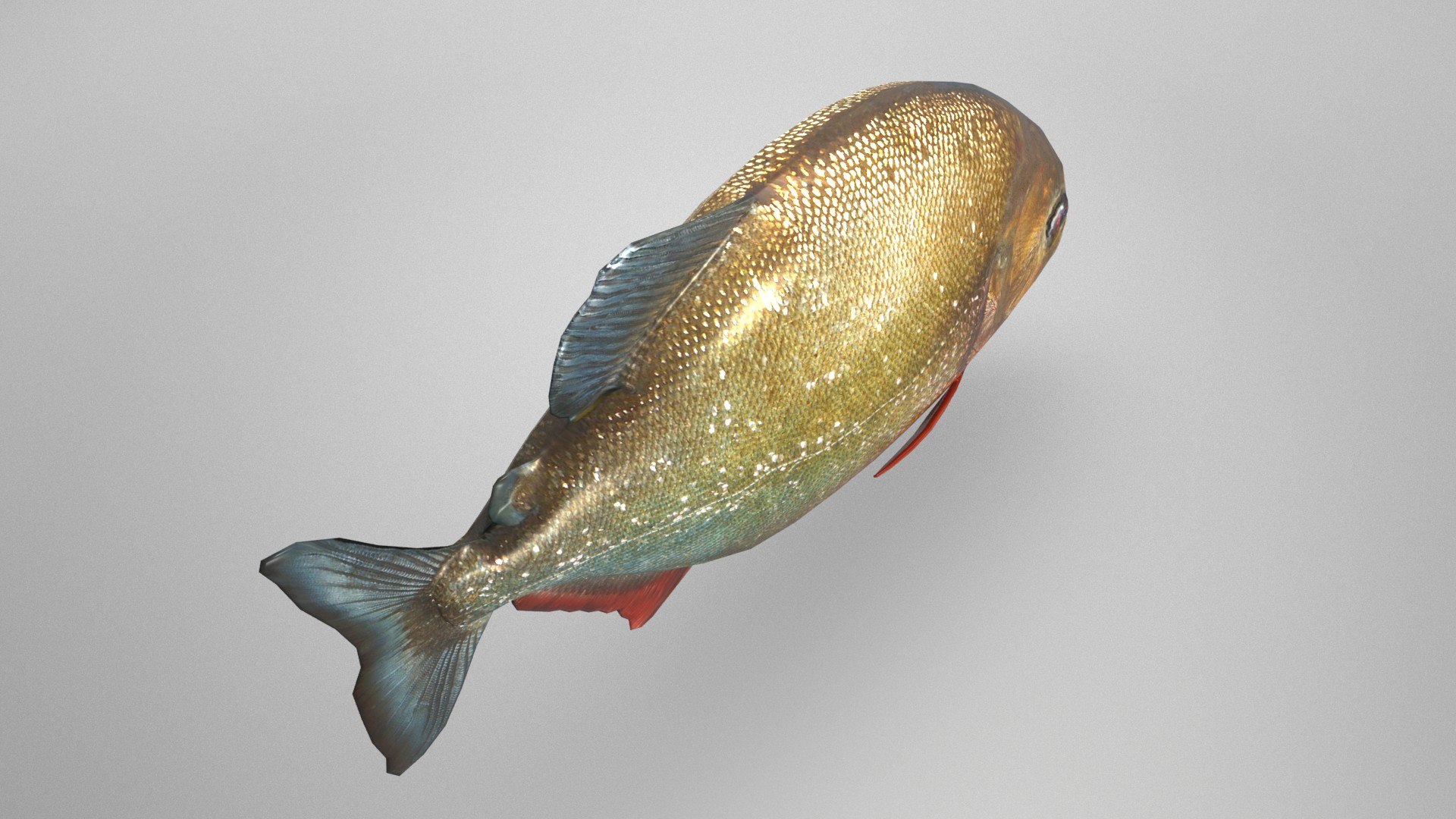 Piranha 3D Model - TurboSquid 1923840