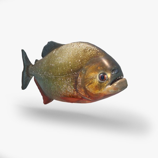 Piranha 3D model - TurboSquid 1923840