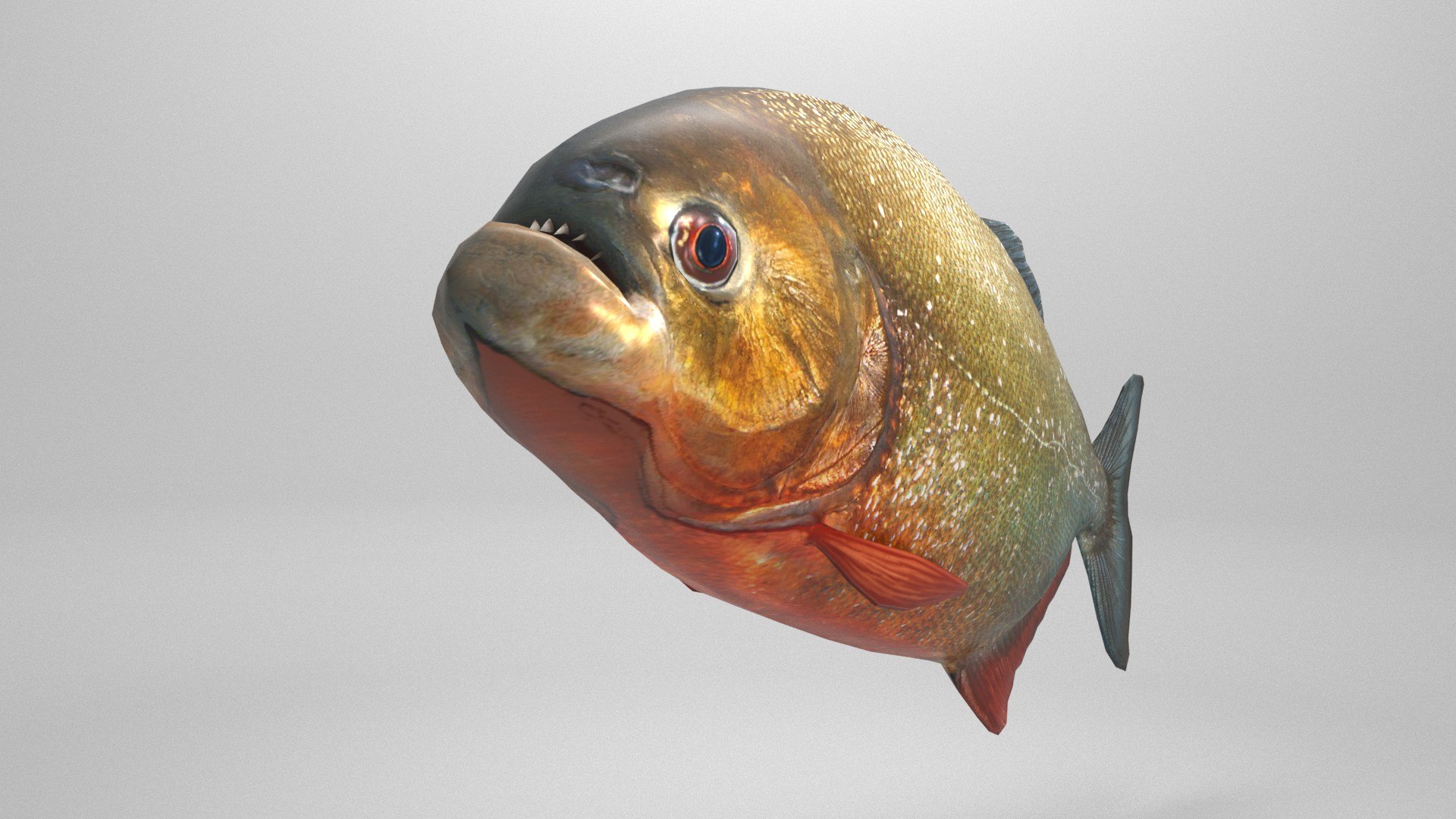 Piranha 3D Model - TurboSquid 1923840