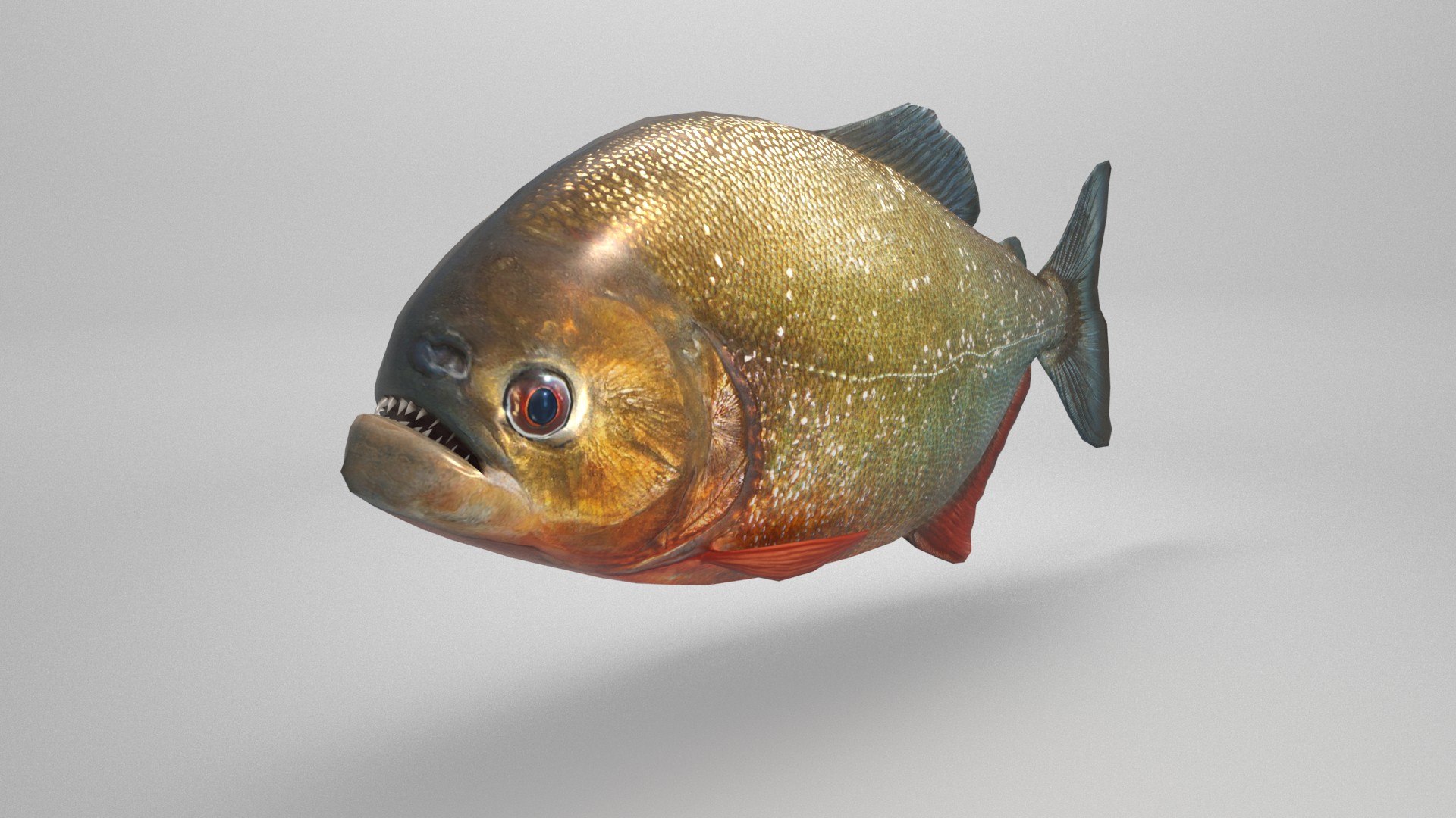 Piranha 3D Model - TurboSquid 1923840