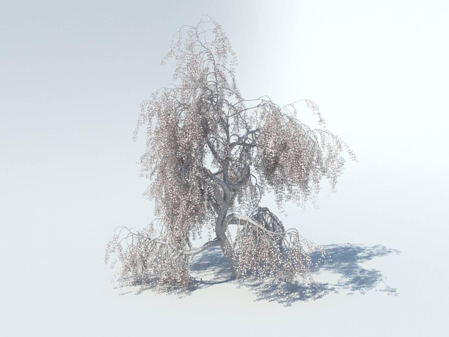 Realistic Sakura Tree 3d Max