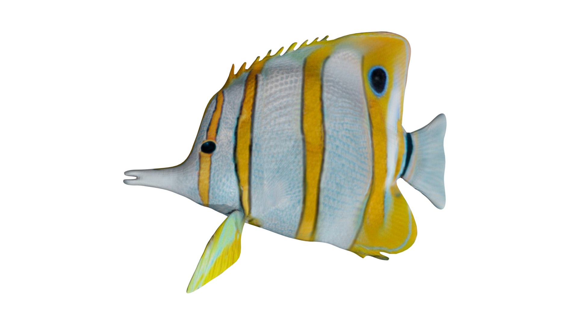 3D Model Fully Rigged Low Poly Butterfly Fish - TurboSquid 1759839