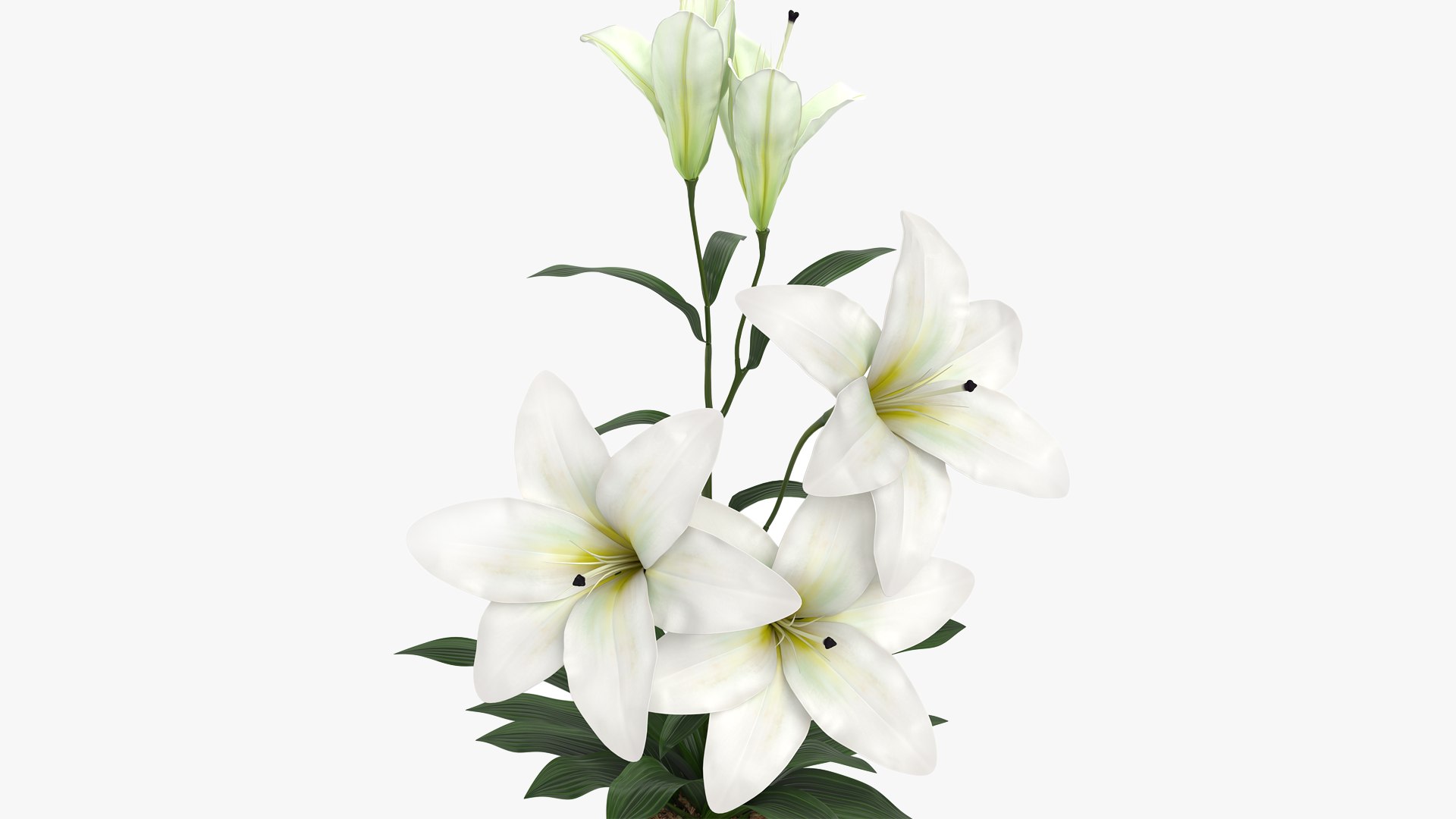3D Lily Plant - TurboSquid 1715229