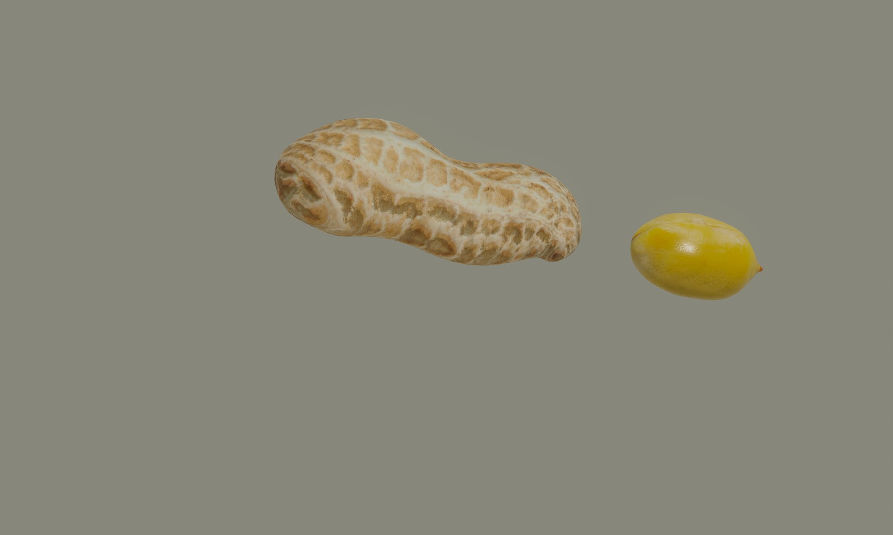 Peanut 3D Model - TurboSquid 1868658