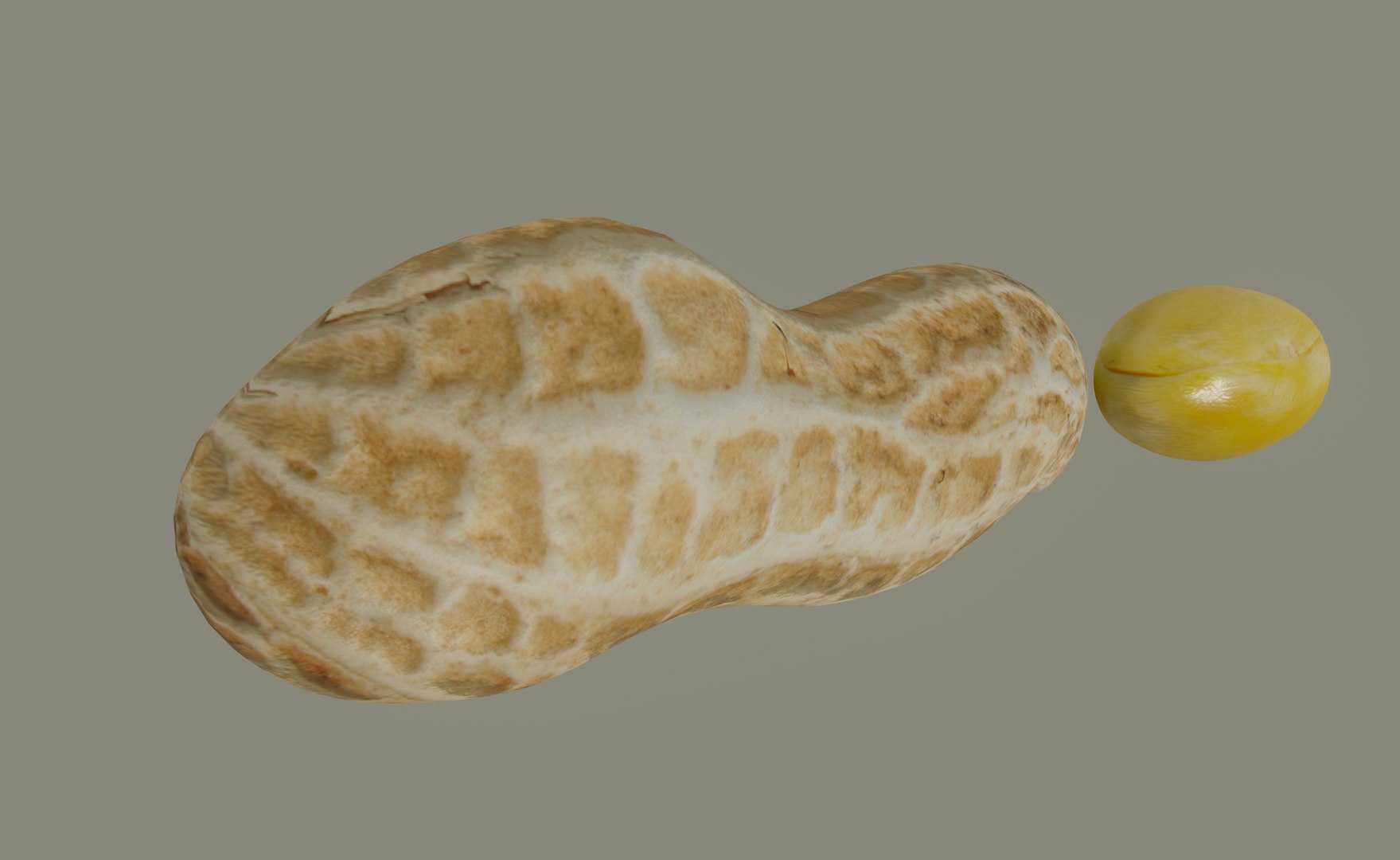 Peanut 3D Model - TurboSquid 1868658