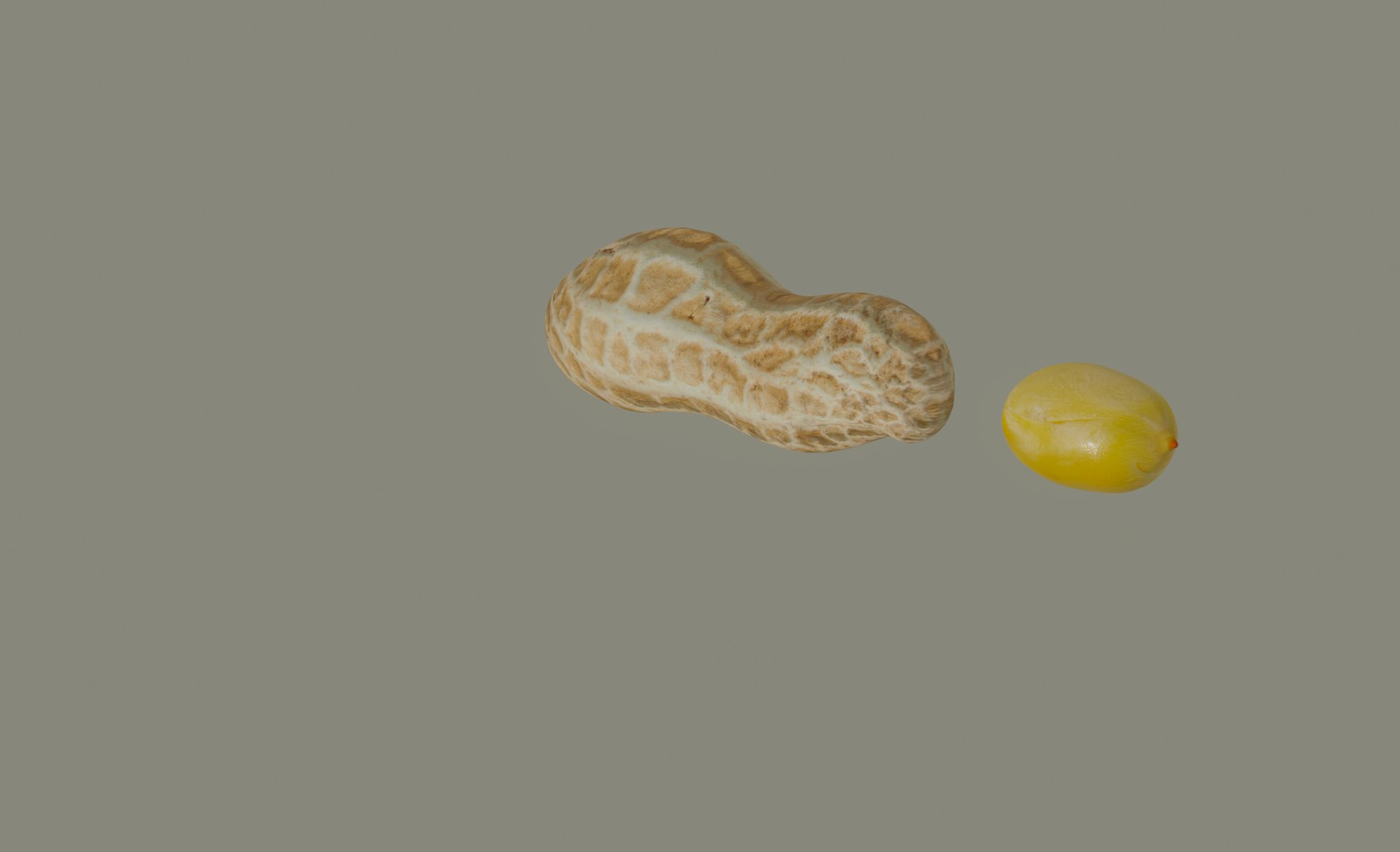 Peanut 3D Model - TurboSquid 1868658