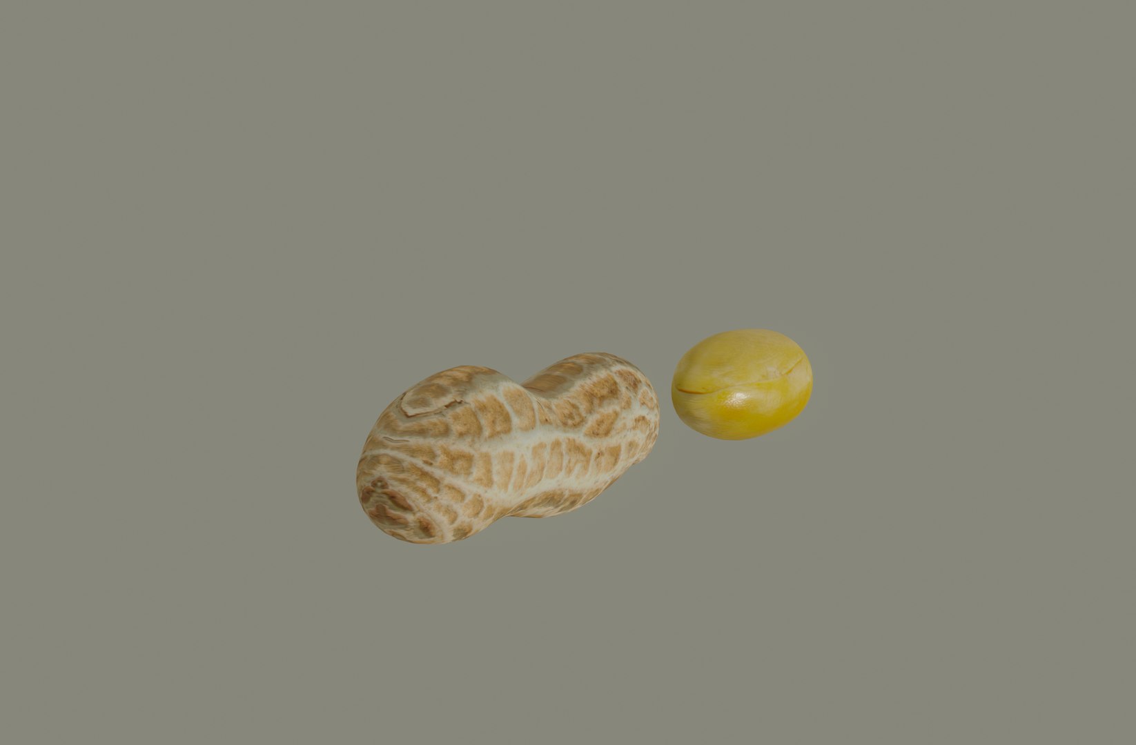 Peanut 3D Model - TurboSquid 1868658