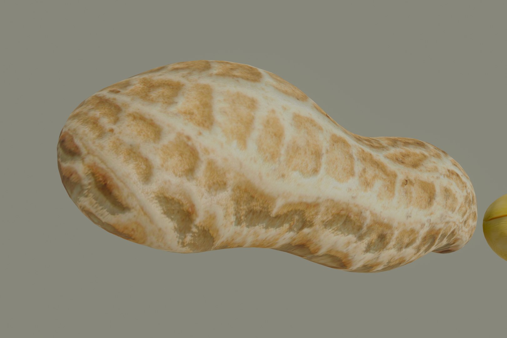 Peanut 3D Model - TurboSquid 1868658