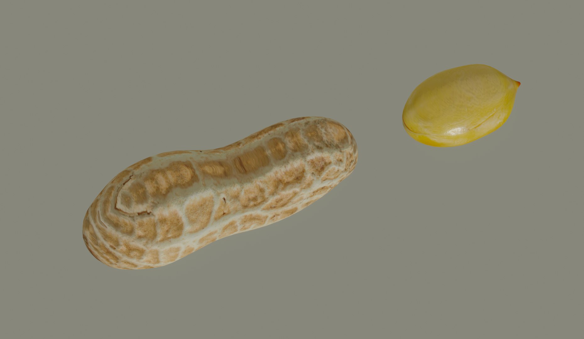 Peanut 3D Model - TurboSquid 1868658