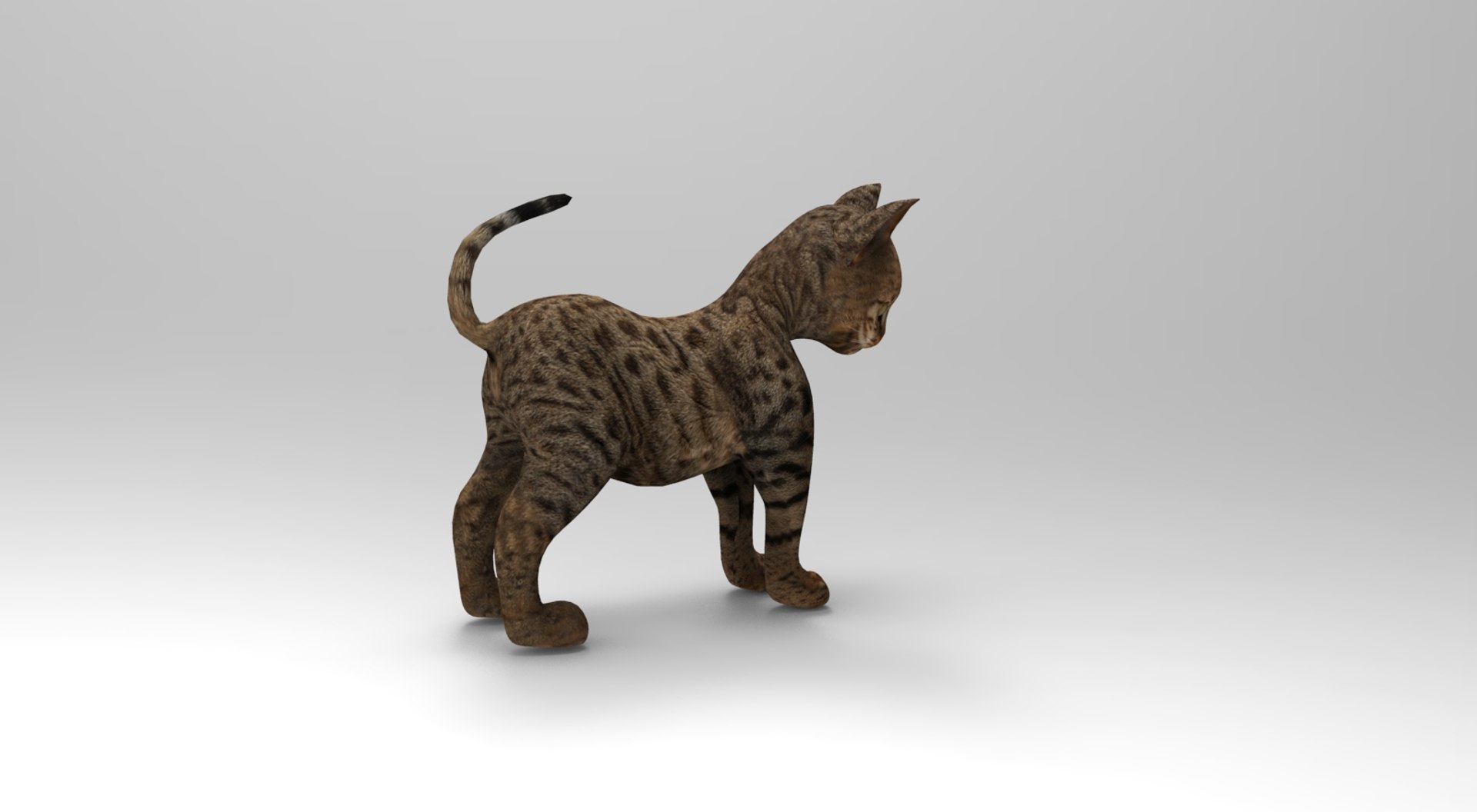 3D Model Cat Rigged Animation - TurboSquid 1204569