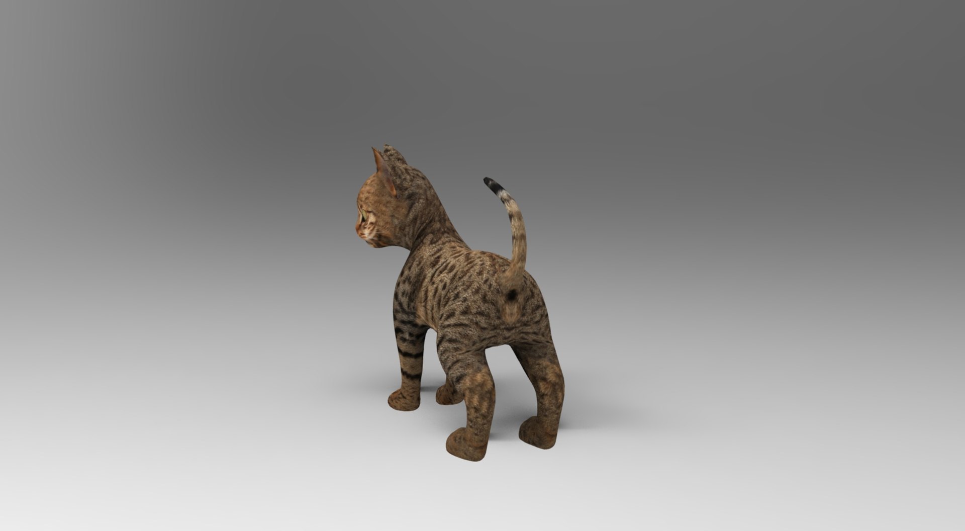 3D Model Cat Rigged Animation - TurboSquid 1204569