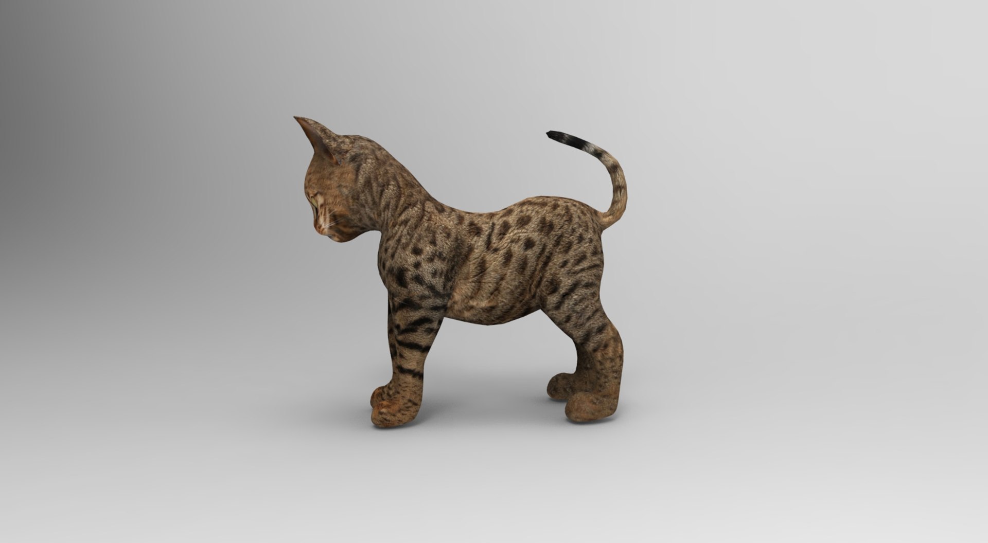3D Model Cat Rigged Animation - TurboSquid 1204569