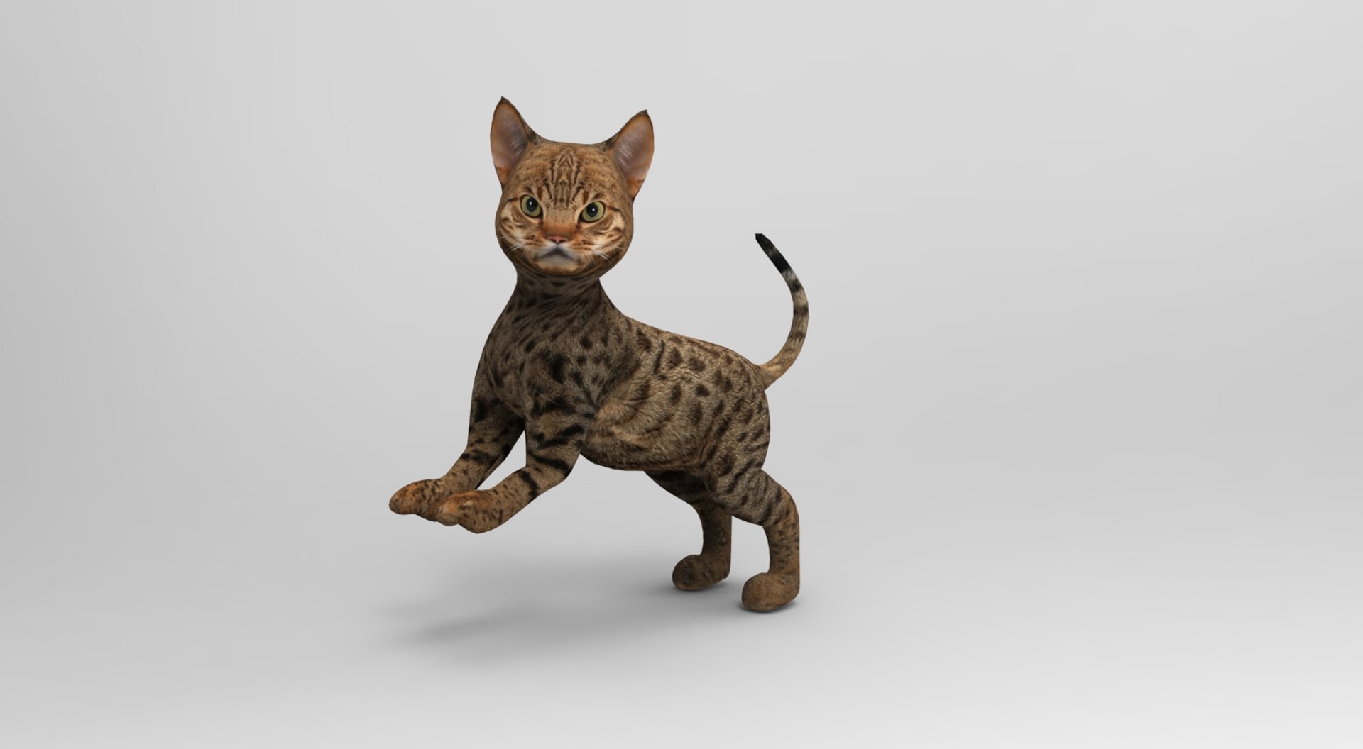 3D Model Cat Rigged Animation - TurboSquid 1204569