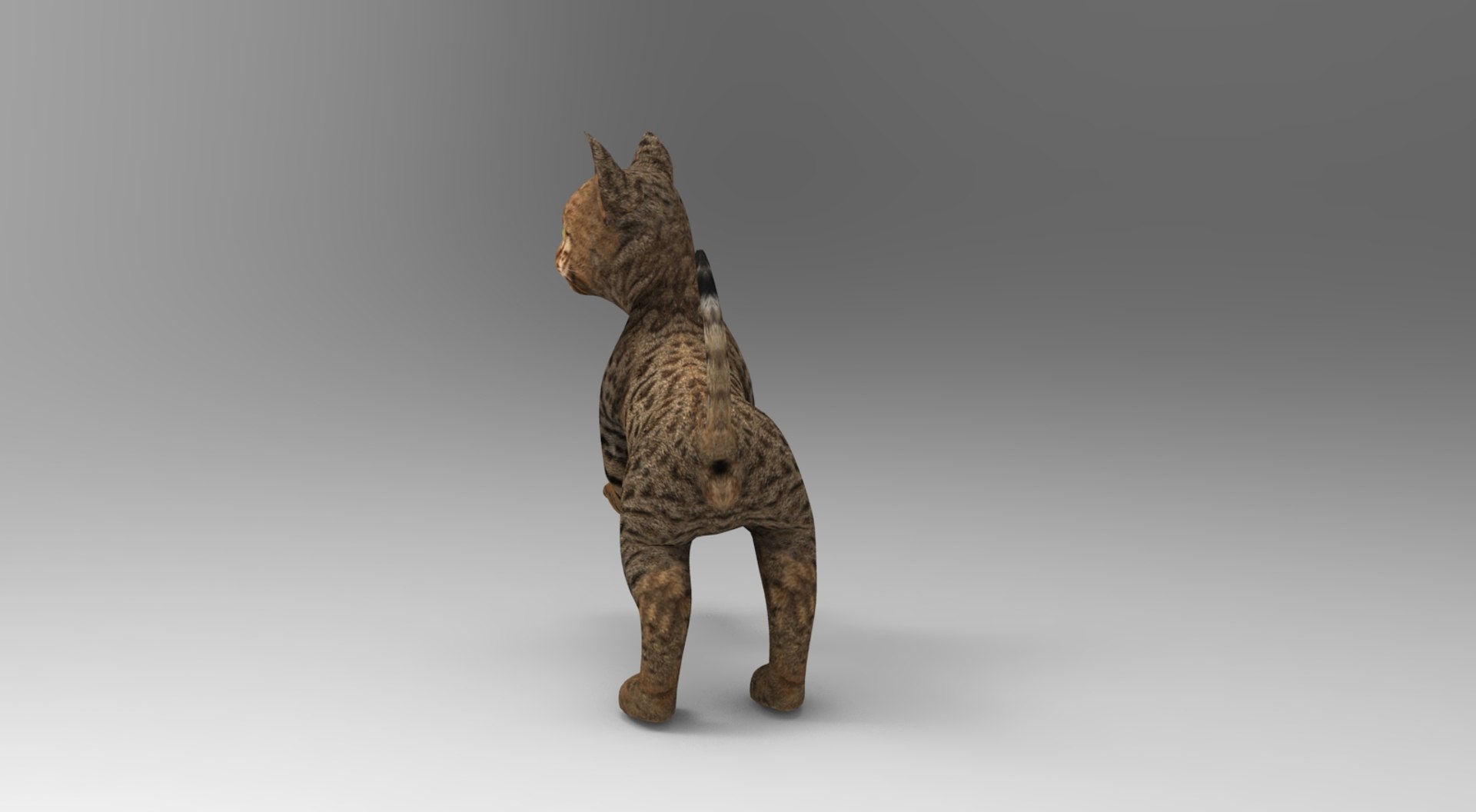3D Model Cat Rigged Animation - TurboSquid 1204569
