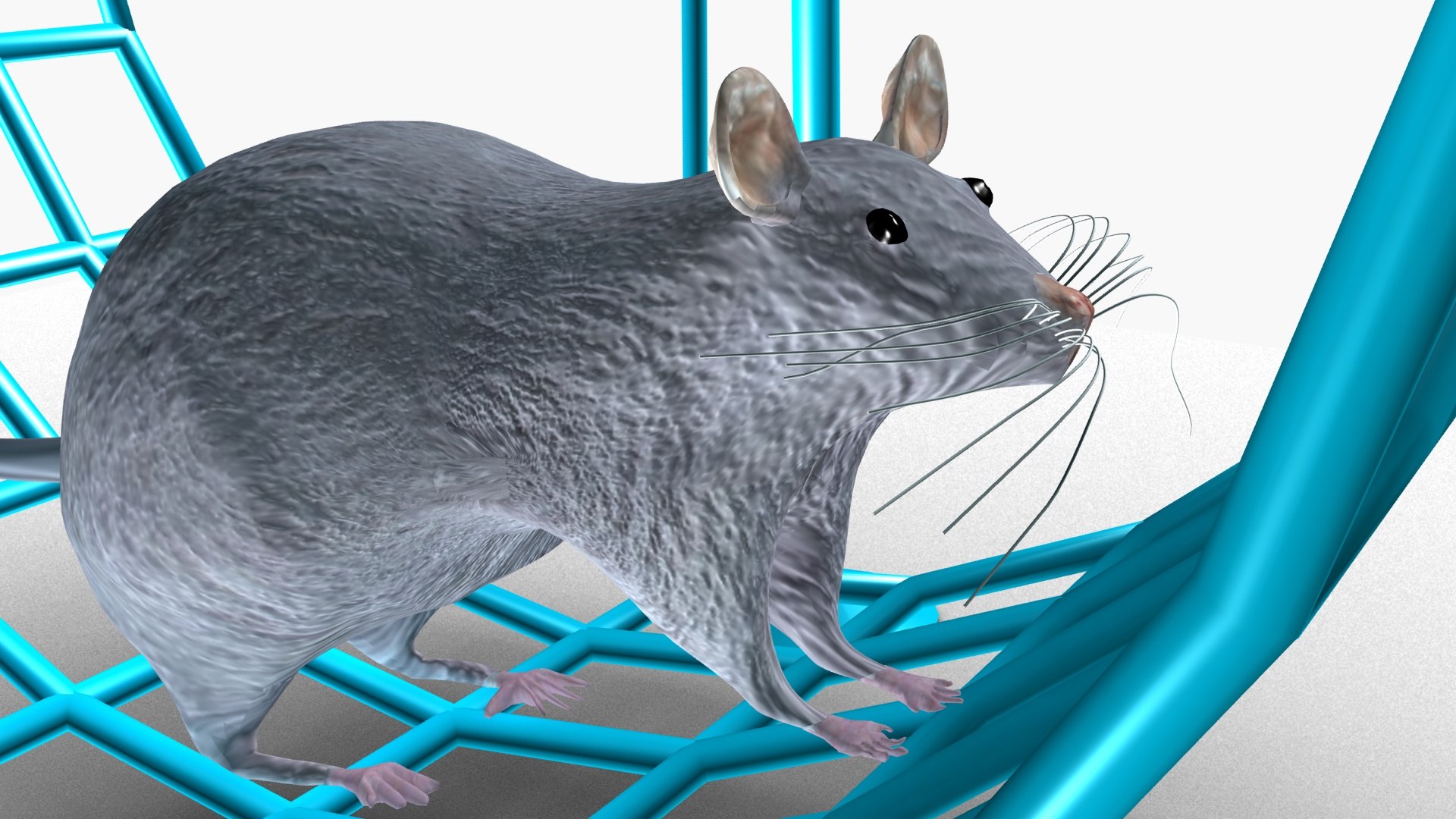 3D Mouse In Wheel Model - TurboSquid 1897984