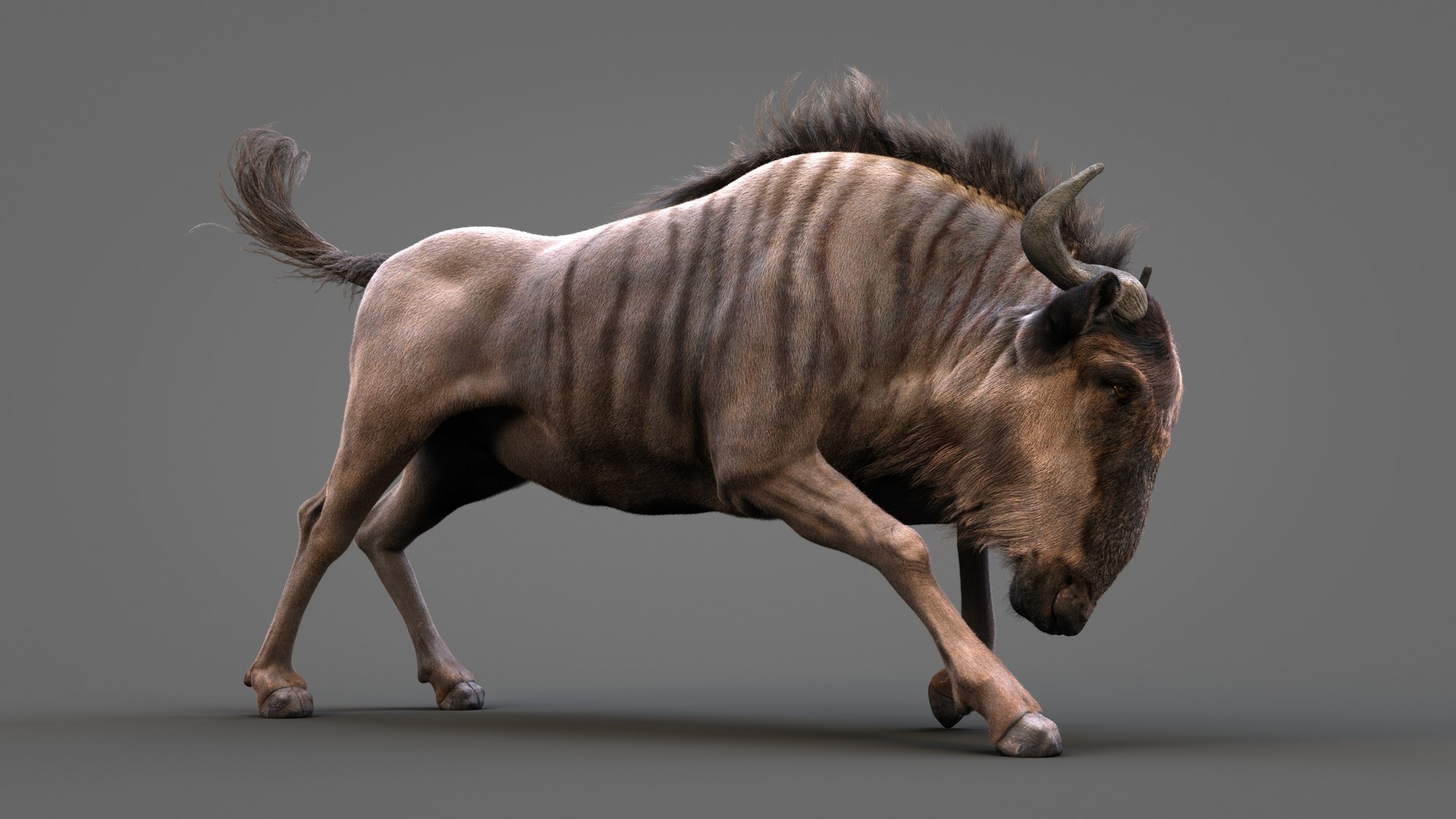 WILDEBEEST XGEN-CORE RIGGED 3D - TurboSquid 2257126