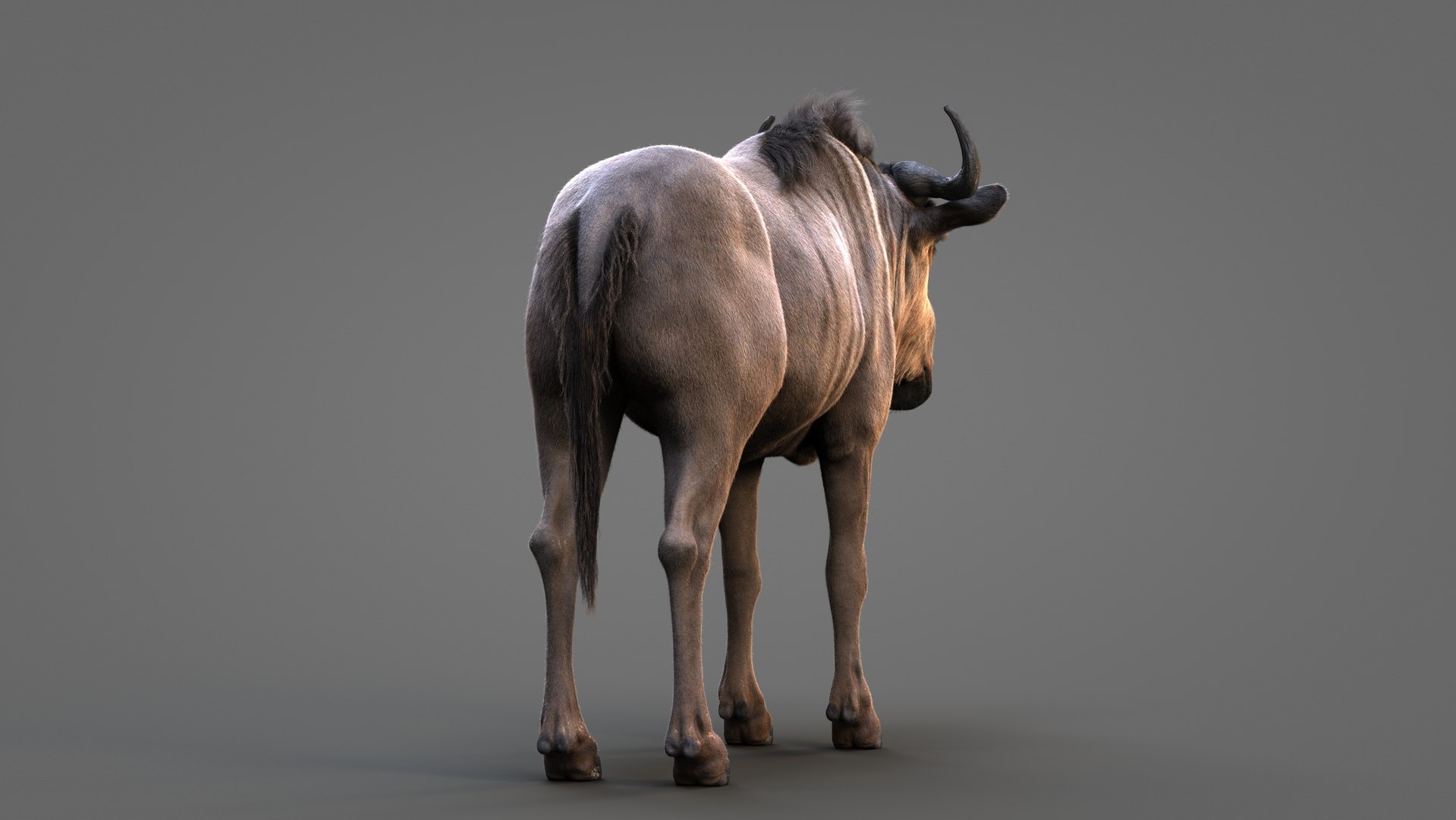 WILDEBEEST XGEN-CORE RIGGED 3D - TurboSquid 2257126