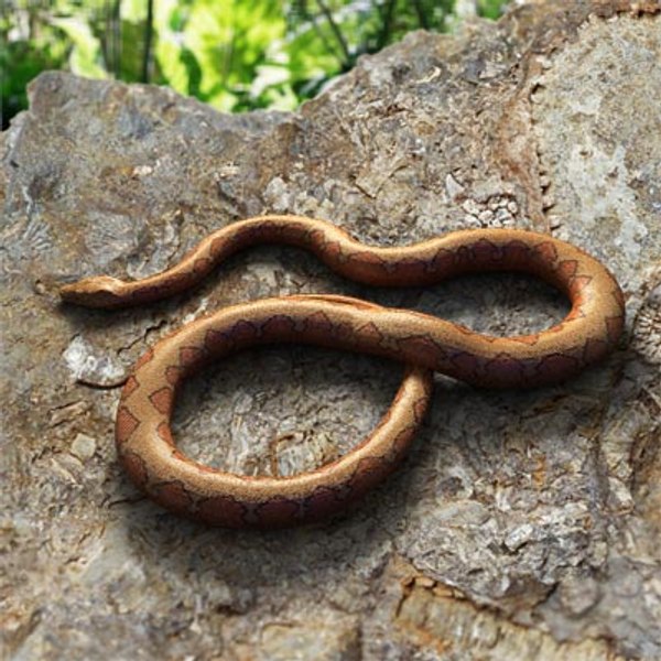 3ds max python orange snakes