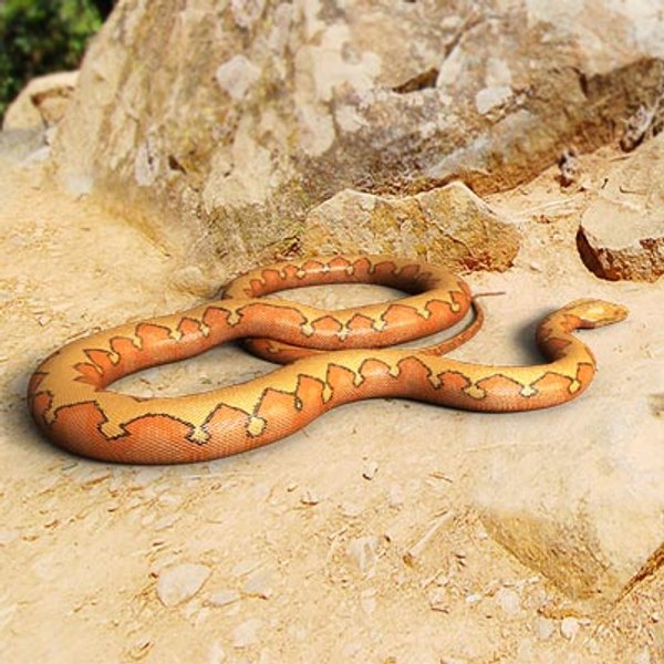 3ds max python orange snakes