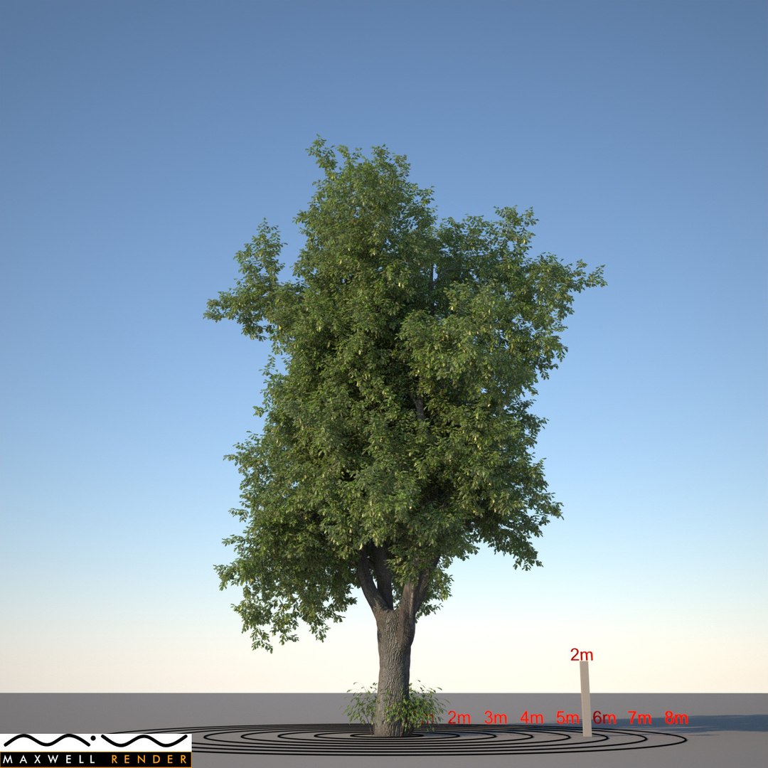 3d Oak Tree Model