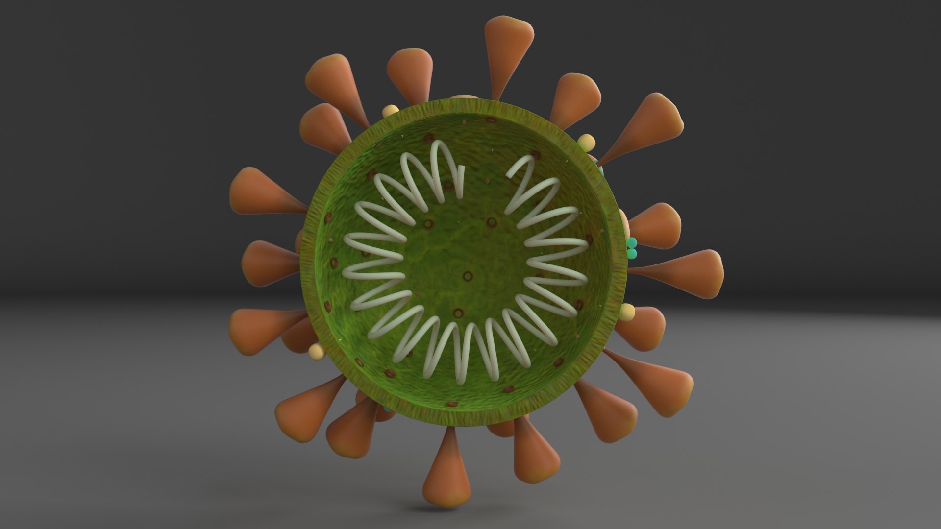3D Corona Virus Cross Section - TurboSquid 1618773