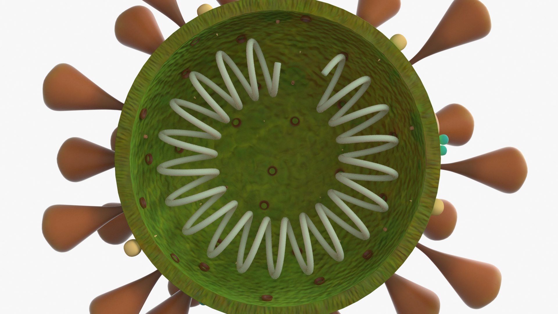 3D Corona Virus Cross Section - TurboSquid 1618773