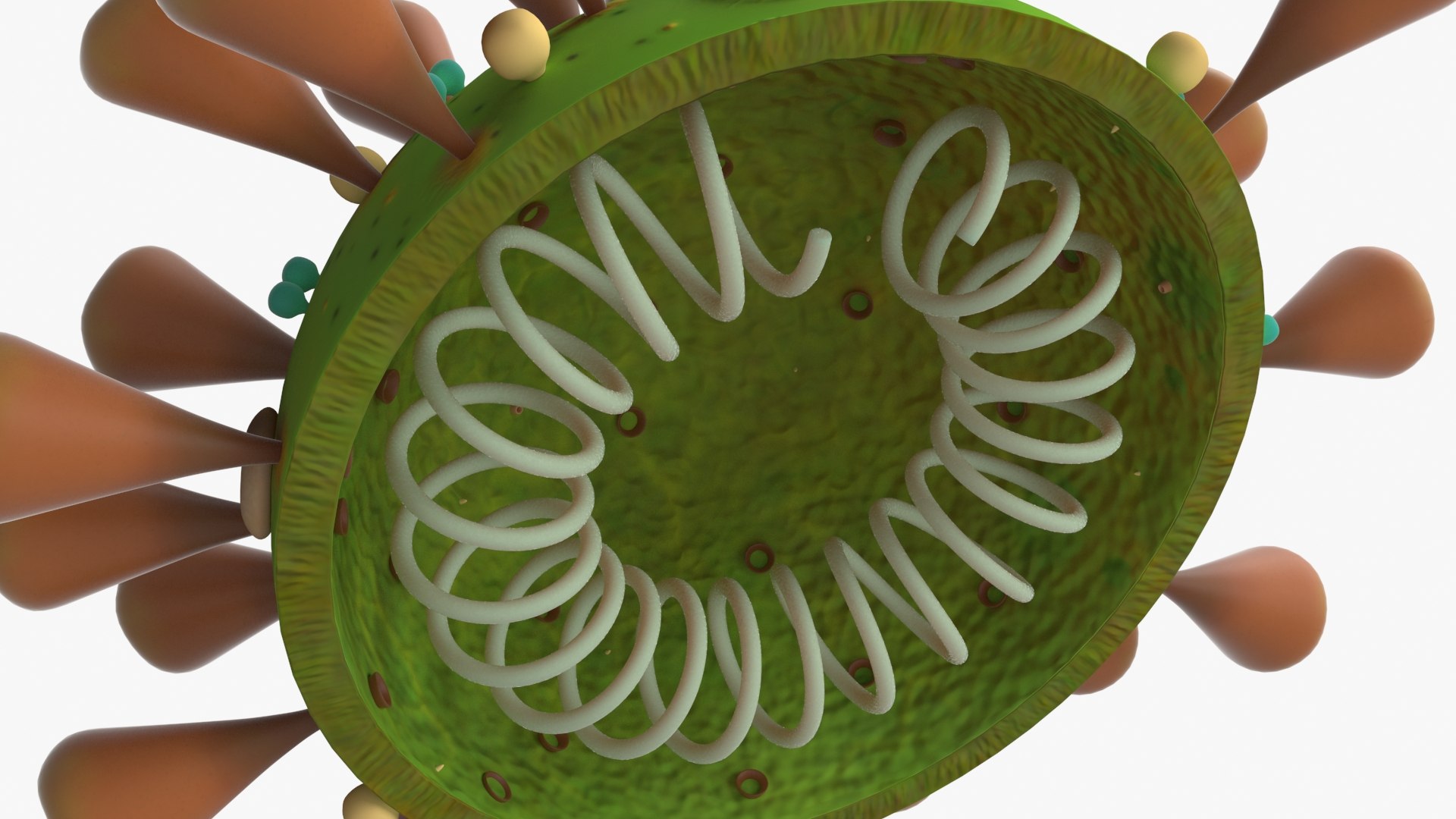3D Corona Virus Cross Section - TurboSquid 1618773