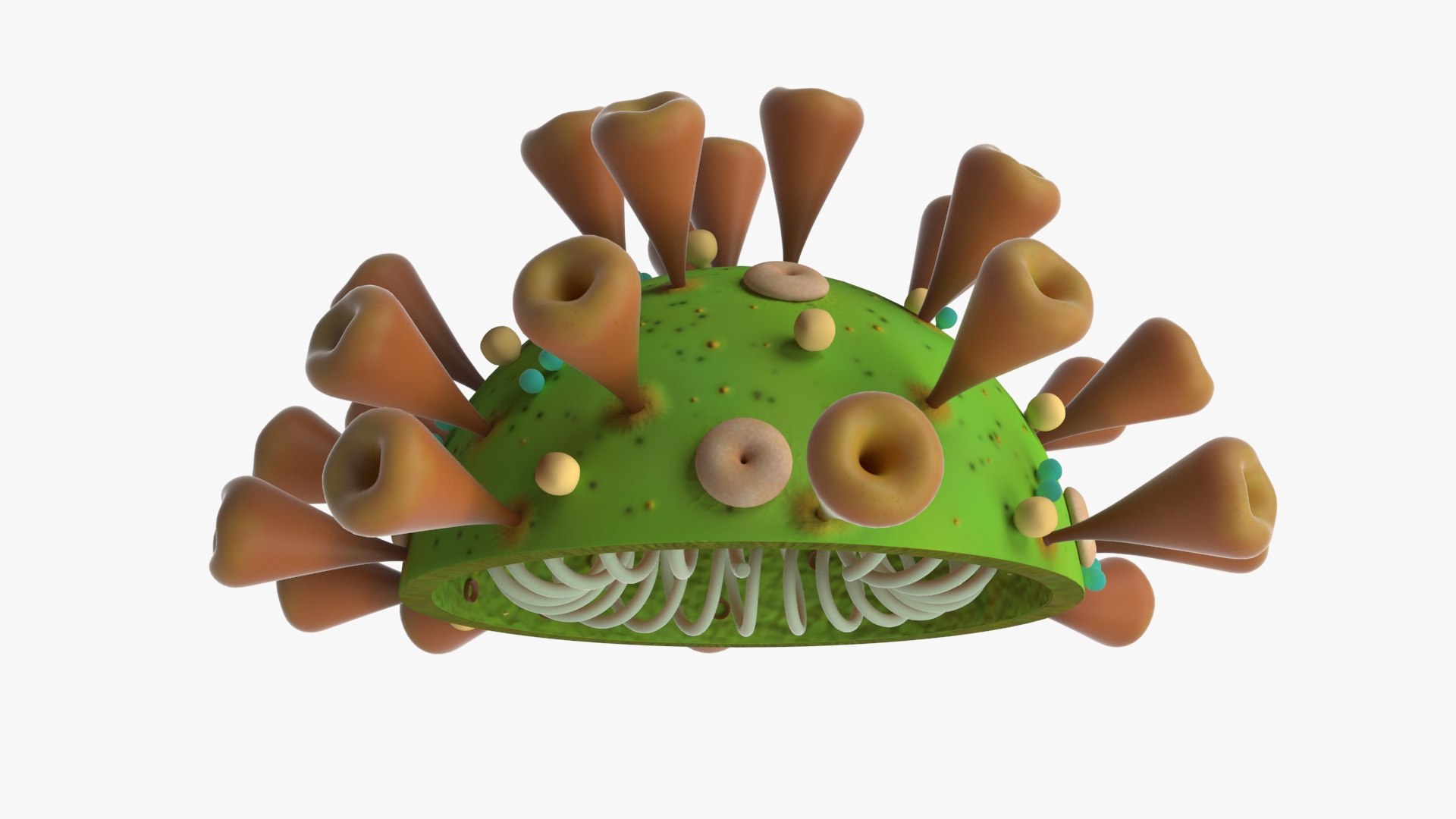 3D Corona Virus Cross Section - TurboSquid 1618773