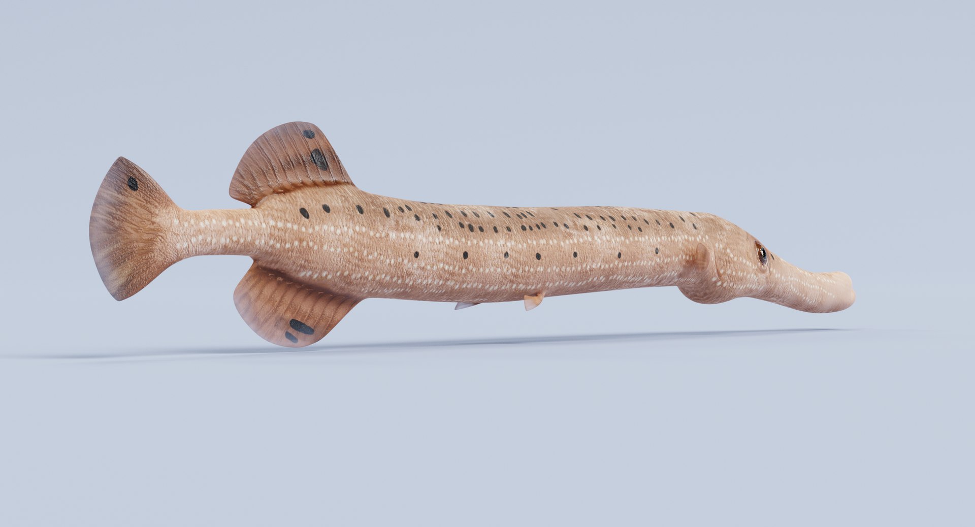 Trumpetfish Aulostomus Maculatus 3D Model - TurboSquid 1251130