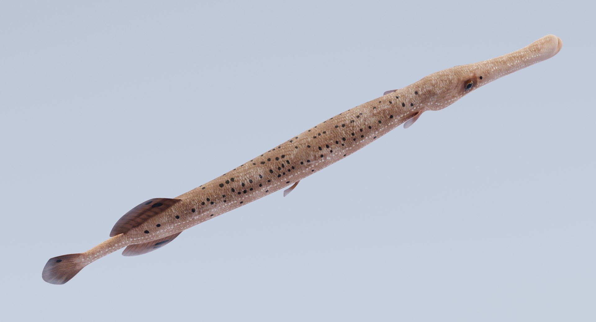 Trumpetfish Aulostomus Maculatus 3D Model - TurboSquid 1251130