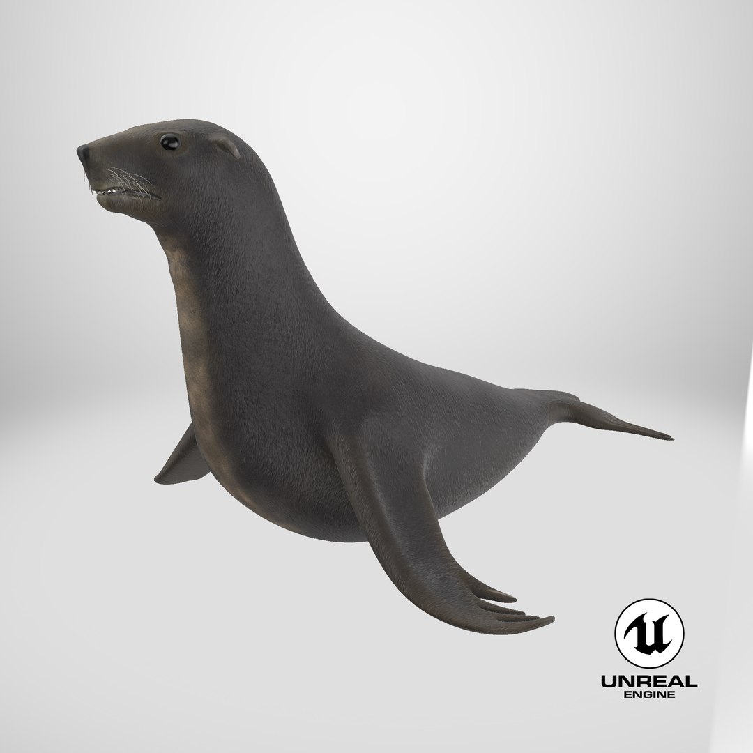 3D Sea Lion - TurboSquid 2131418