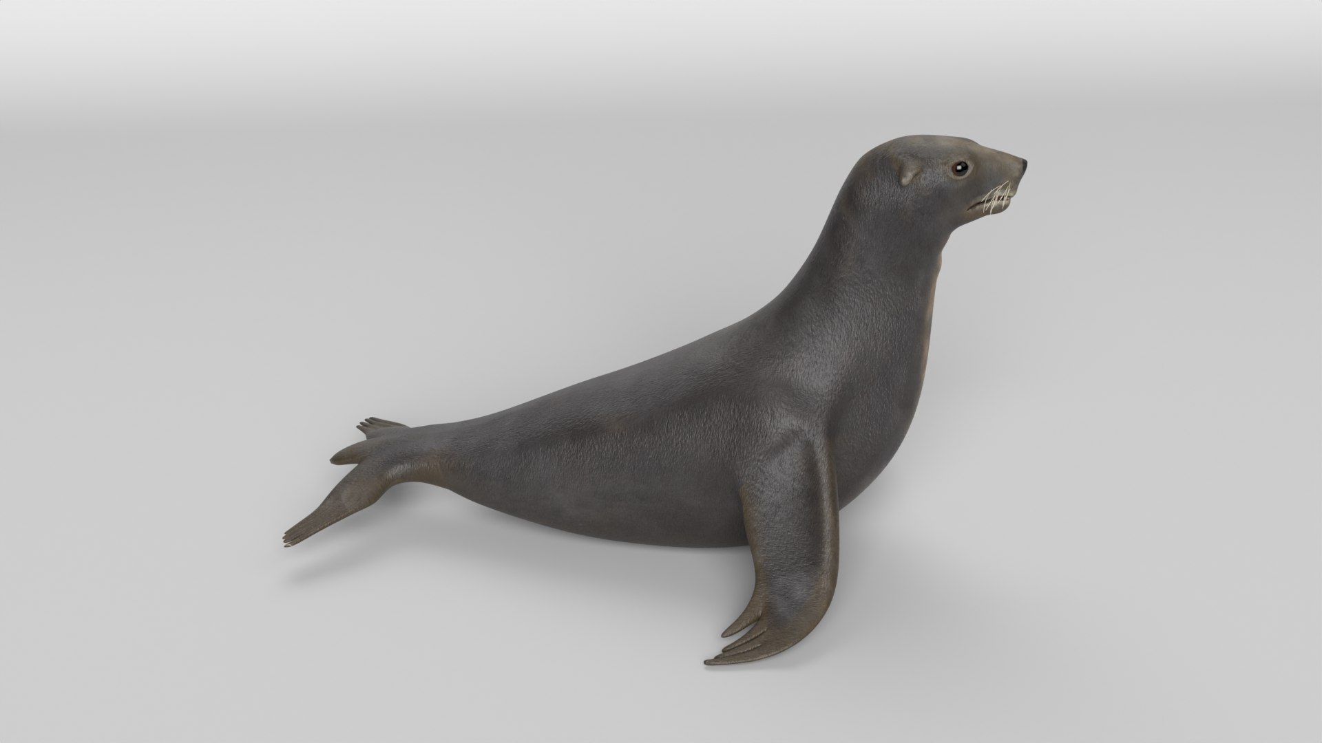 3D Sea Lion - TurboSquid 2131418
