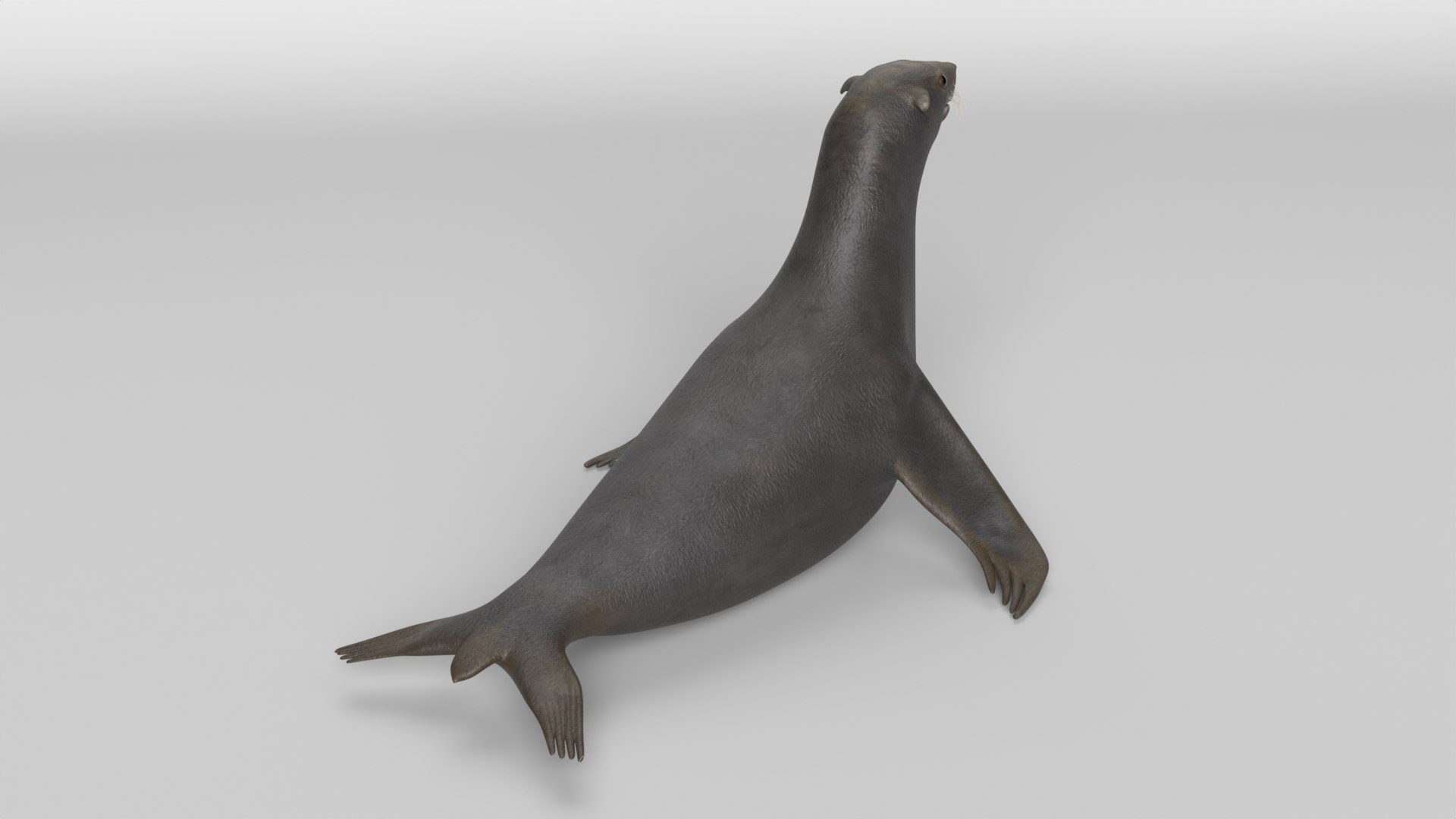 3D Sea Lion - TurboSquid 2131418