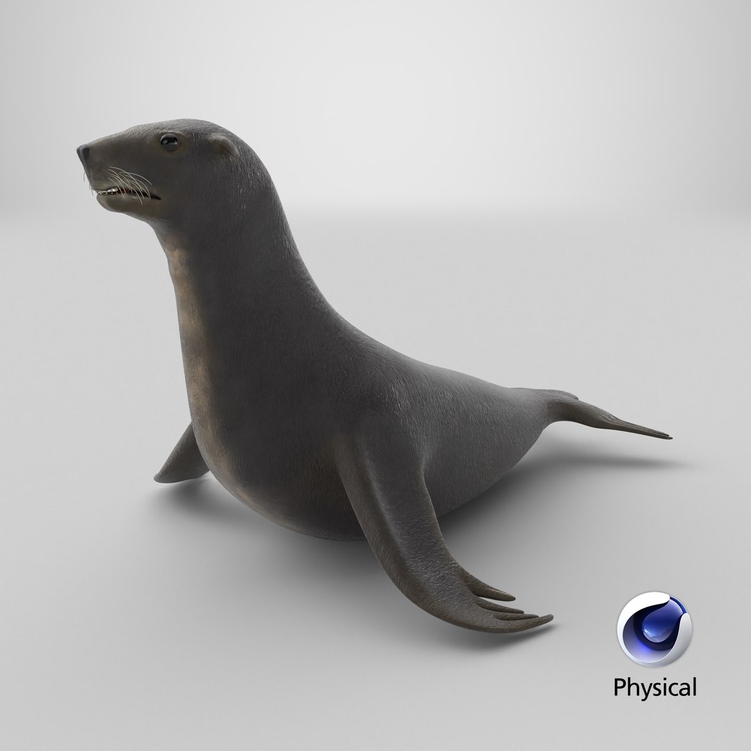 3D Sea Lion - TurboSquid 2131418