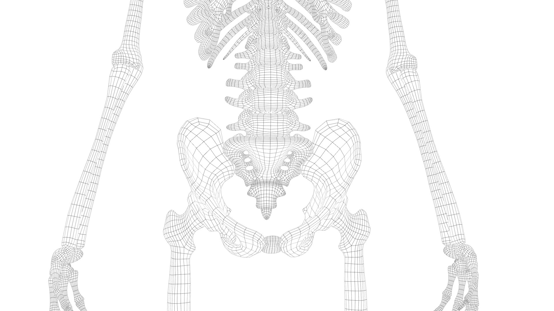 3D Human Skeleton Anatomy - TurboSquid 1972619