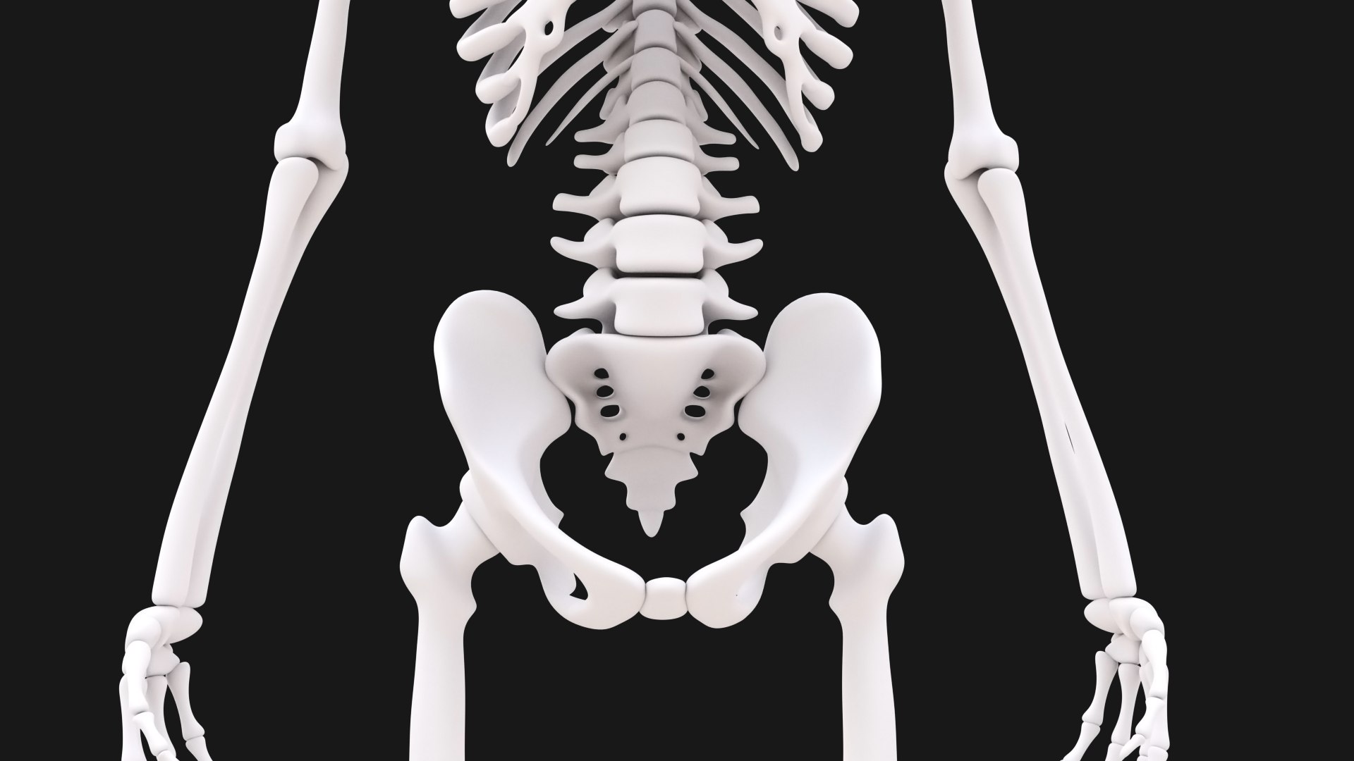 3D Human Skeleton Anatomy - TurboSquid 1972619
