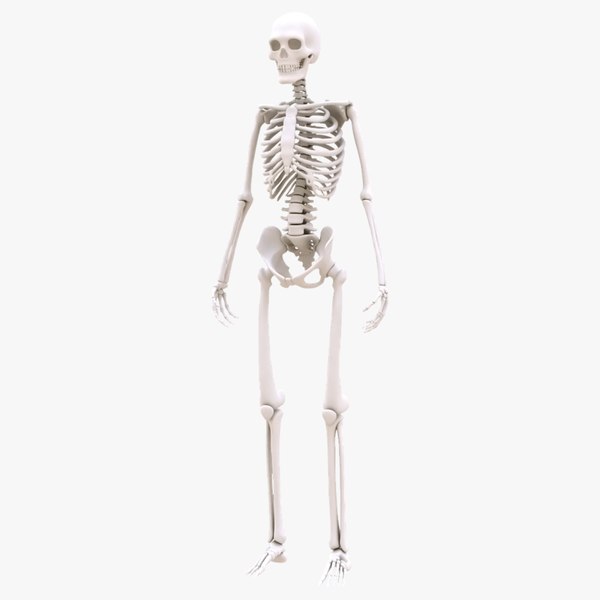 modelo 3d Anatomía del esqueleto humano - TurboSquid 1972619