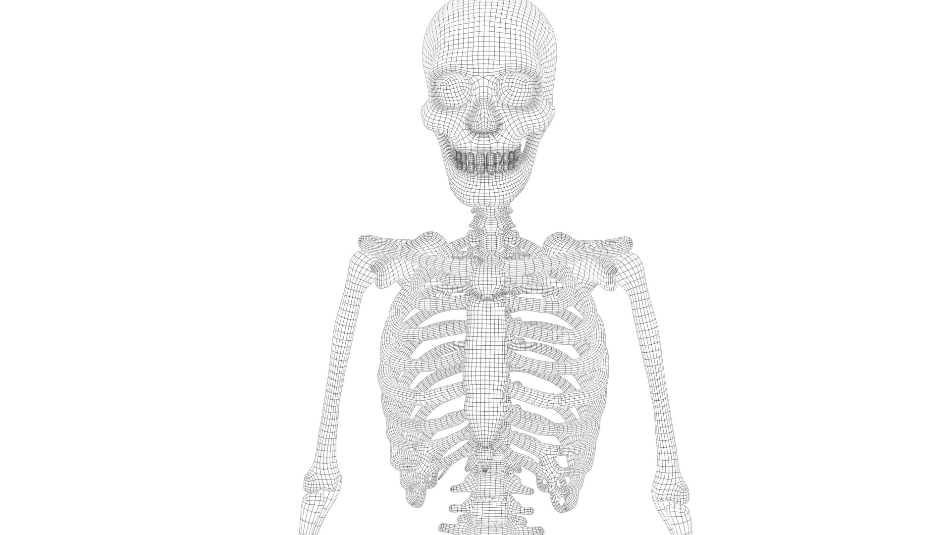 3D Human Skeleton Anatomy - TurboSquid 1972619