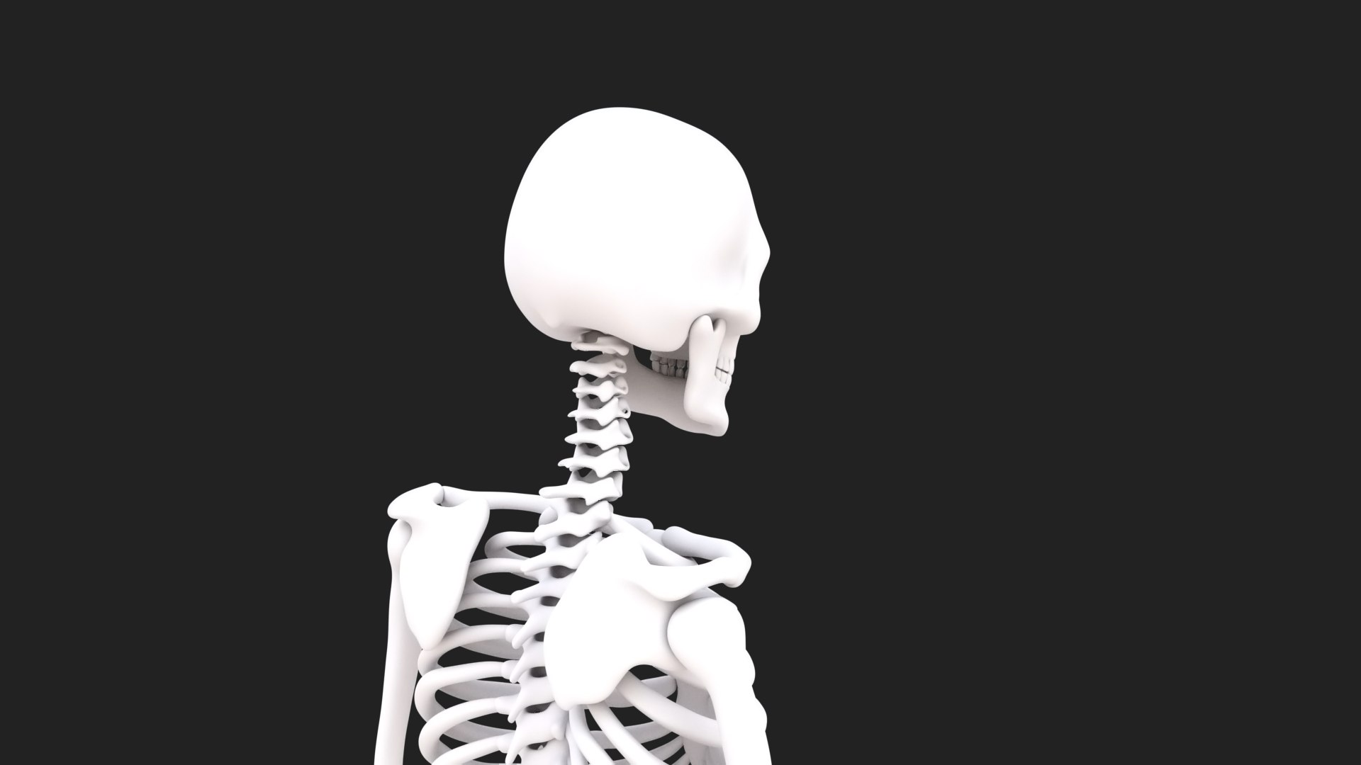 3D Human Skeleton Anatomy - TurboSquid 1972619