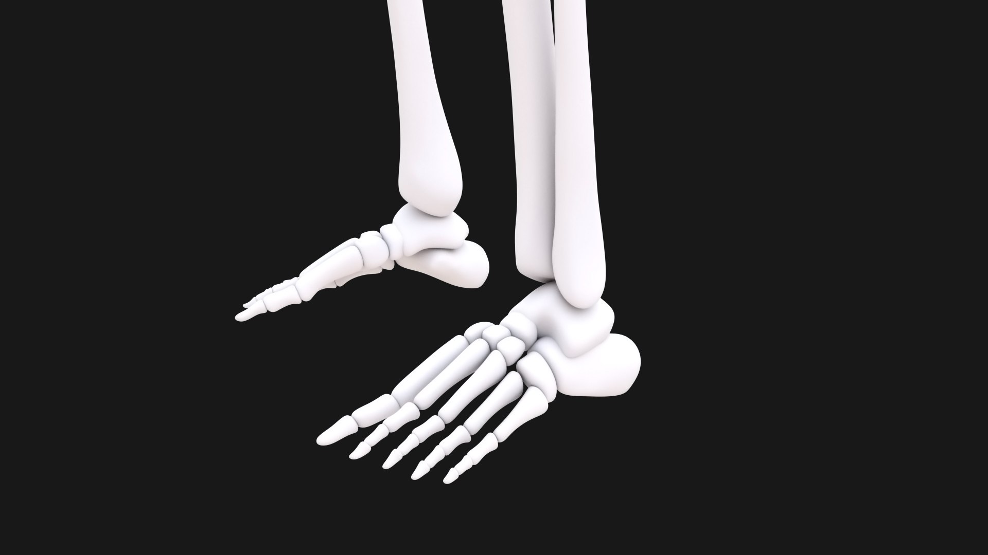 3D Human Skeleton Anatomy - TurboSquid 1972619