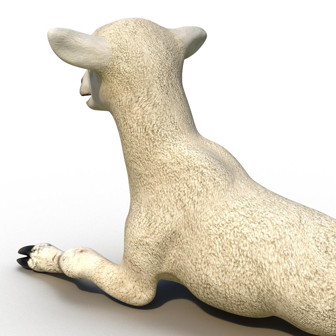 3d lamb pose 4